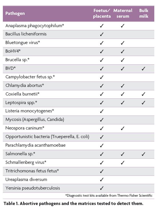 Ruminant Abortion Requires Diagnostics to Fight Disease | The Cattle Site